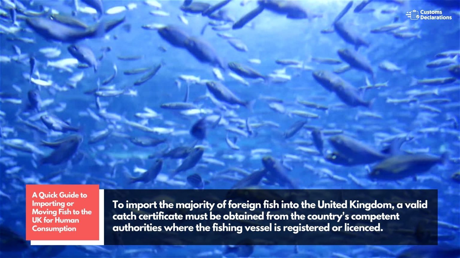 A Quick Guide to Importing or Moving Fish to the UK for Human ...